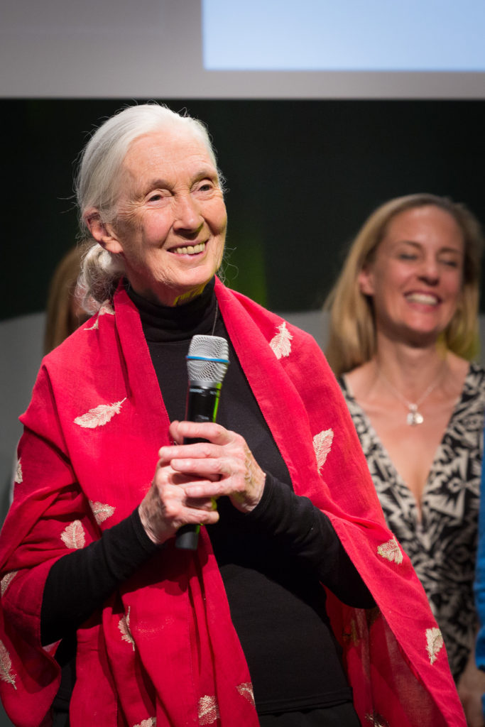 Das beeindruckende Leben von Jane Goodall - Jane Goodall Institute Austria