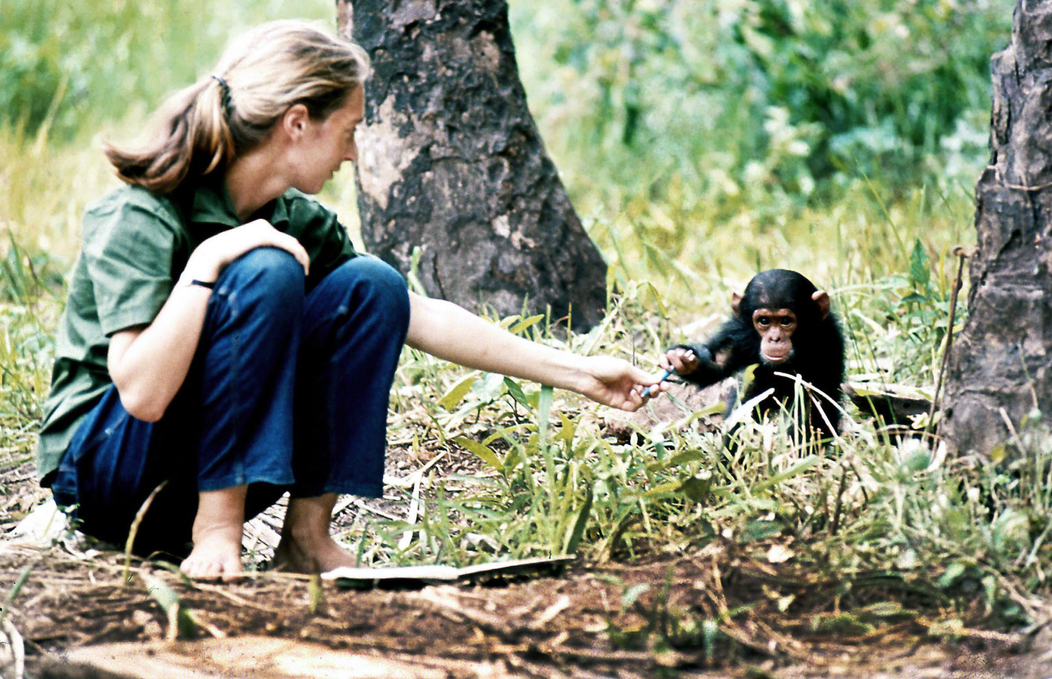 Das beeindruckende Leben von Jane Goodall - Jane Goodall Institute Austria
