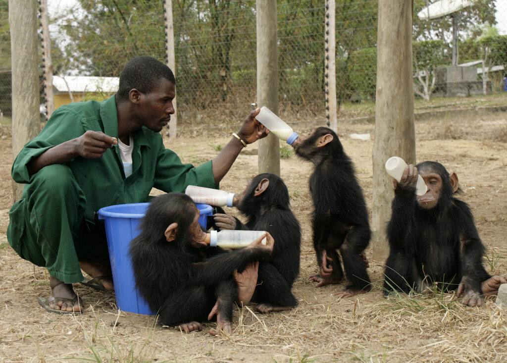 Die Bedrohung der Schimpansen: Jane Goodall und Schutzstationen - Jane ...