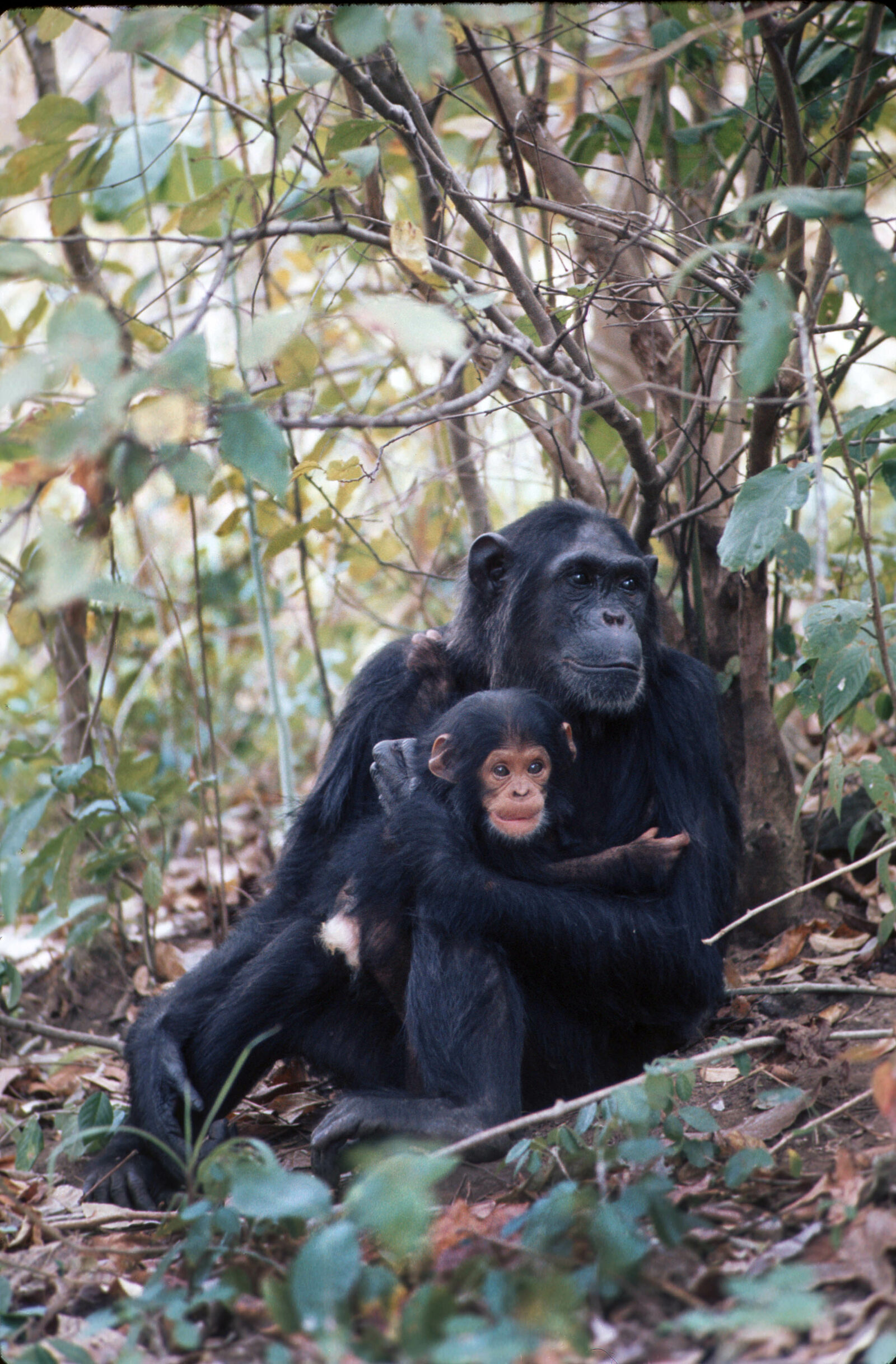 Gombe Forschungsstation - Jane Goodall Institute Austria