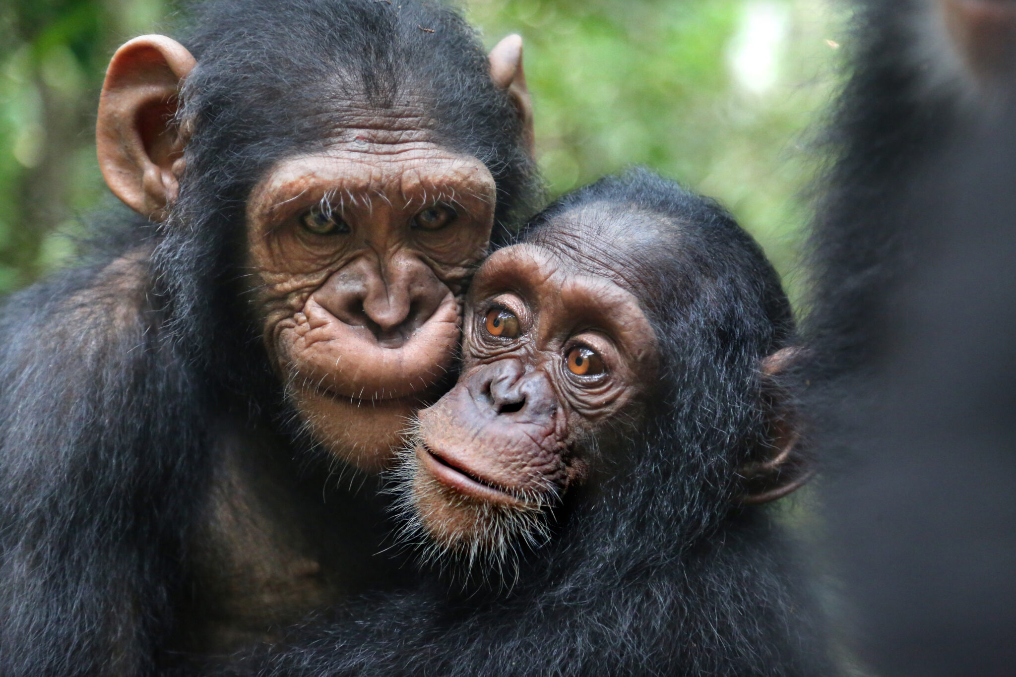 Jane Goodall und das Jane Goodall Institute Austria: Holistische ...