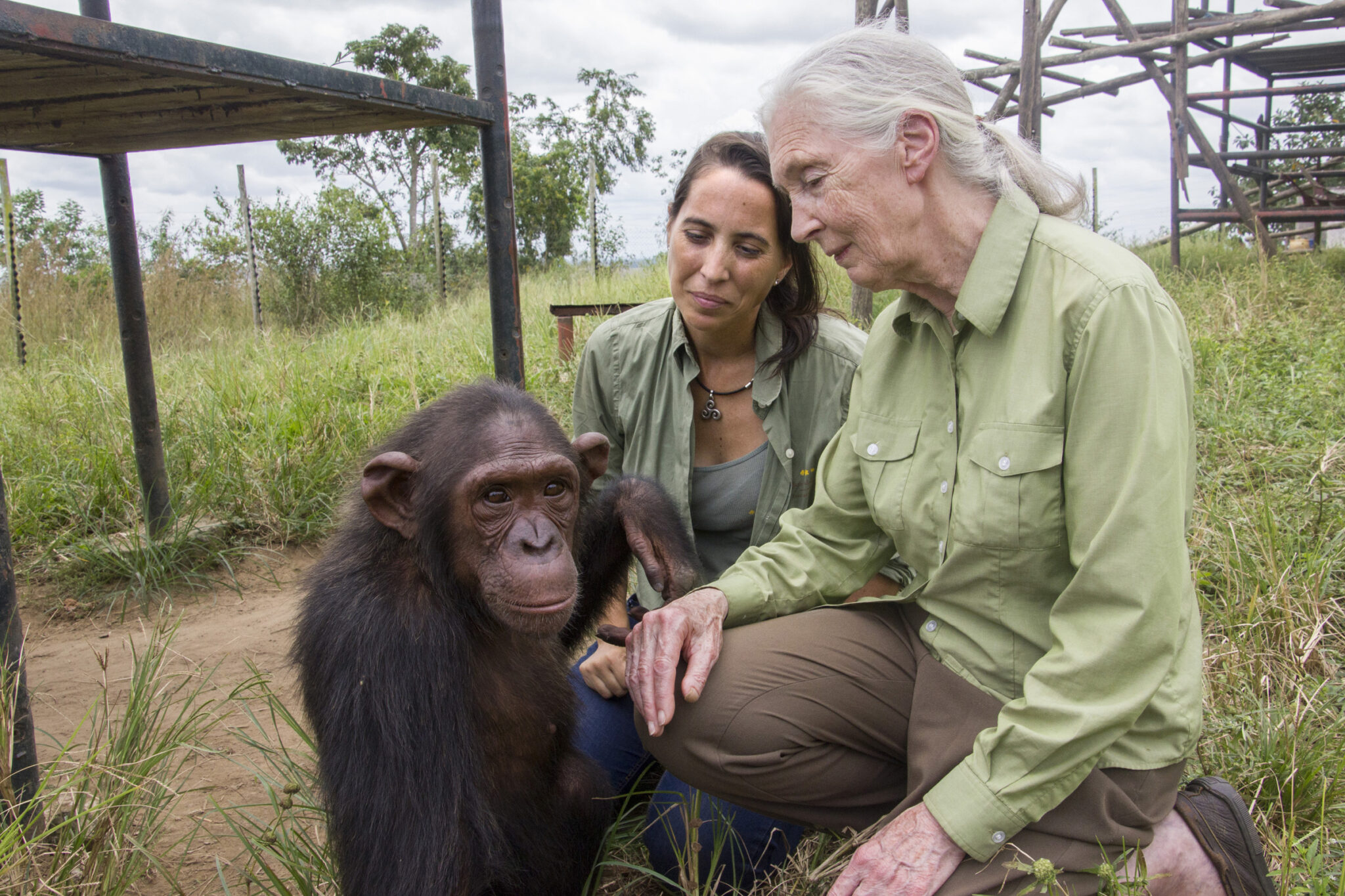 TCHIMPOUNGA PLATZT AUS ALLEN NÄHTEN! - Jane Goodall Institute Austria